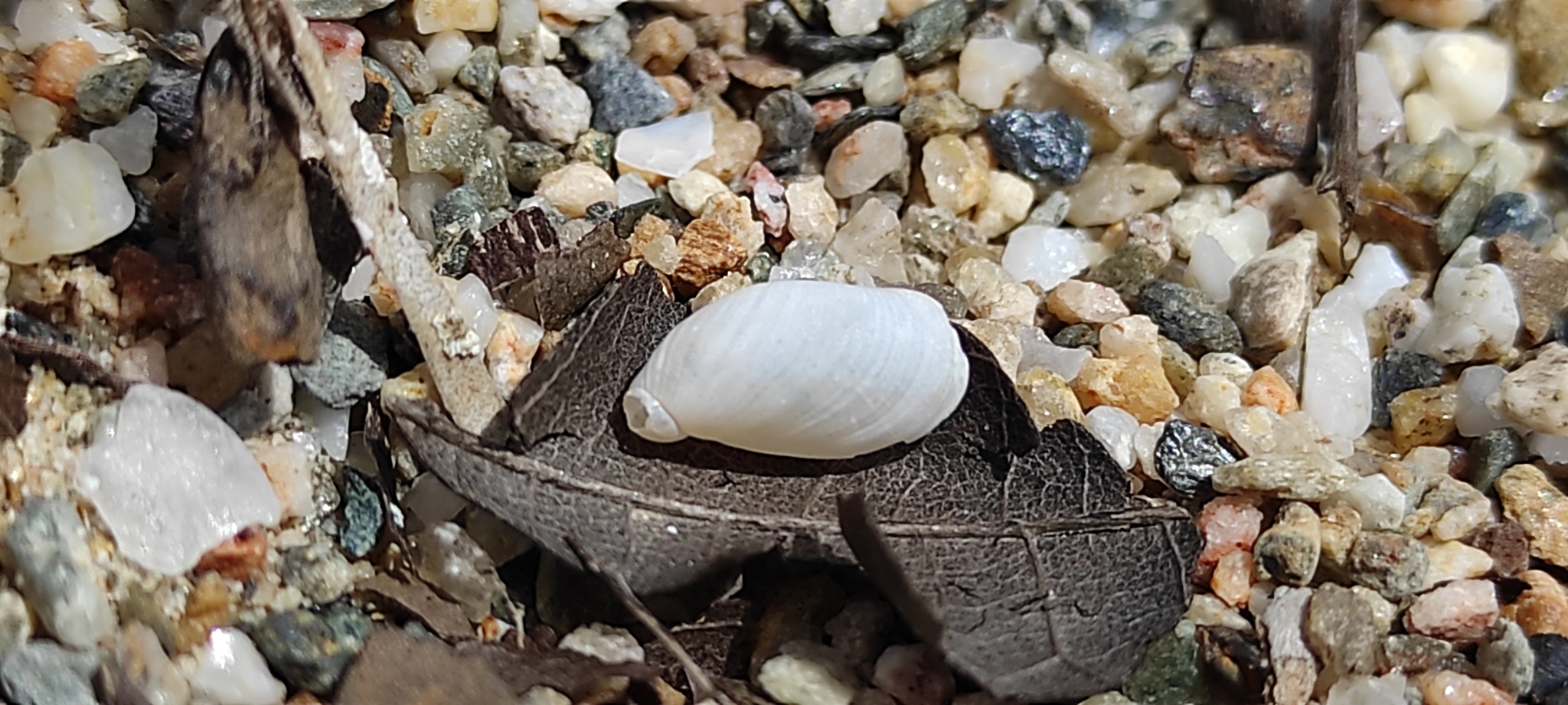 Oxyloma elegans (Risso, 1826)