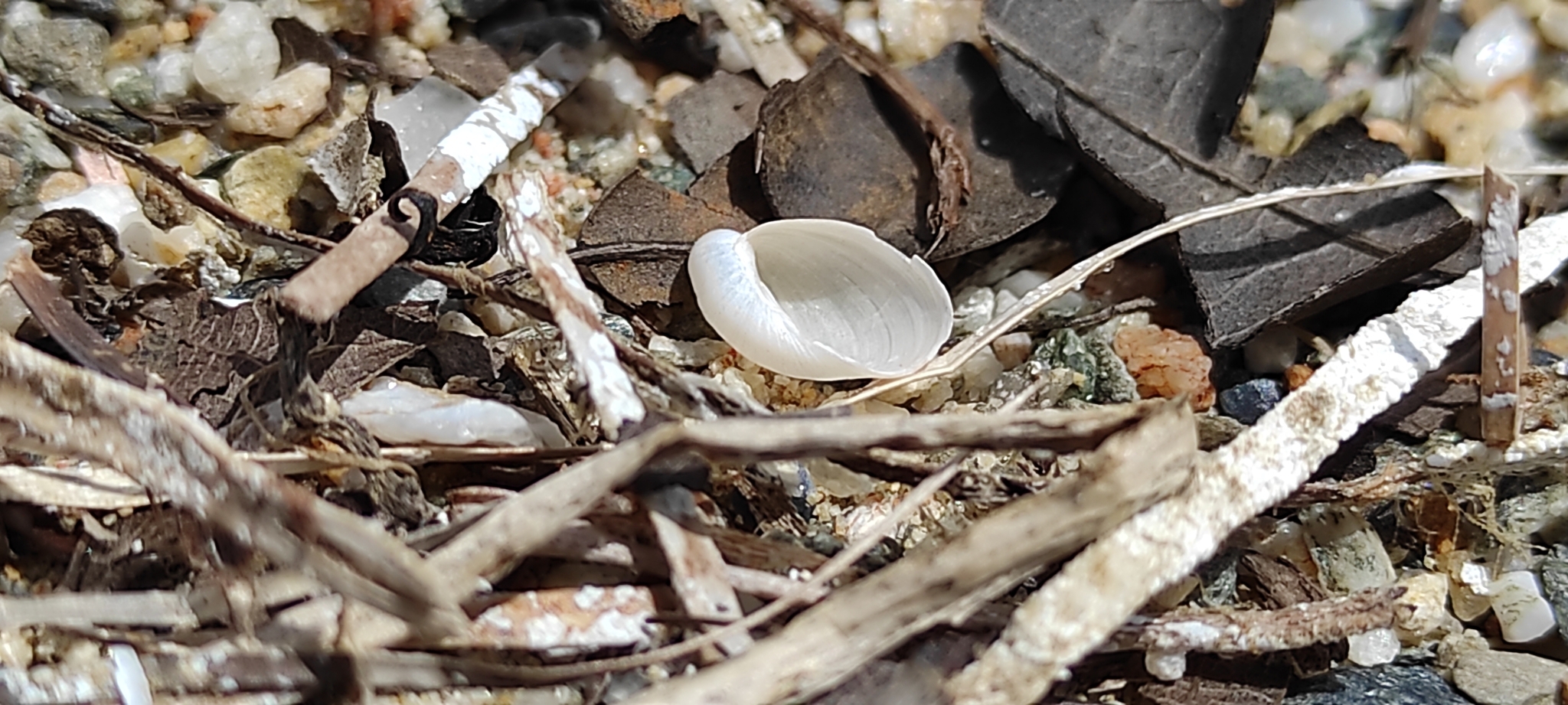 Oxyloma elegans (Risso, 1826)