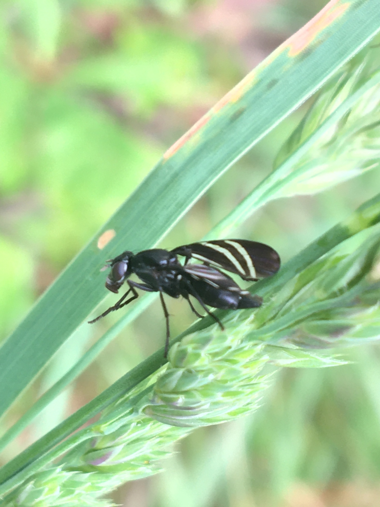 Tritoxa flexa (Wiedemann, 1830)