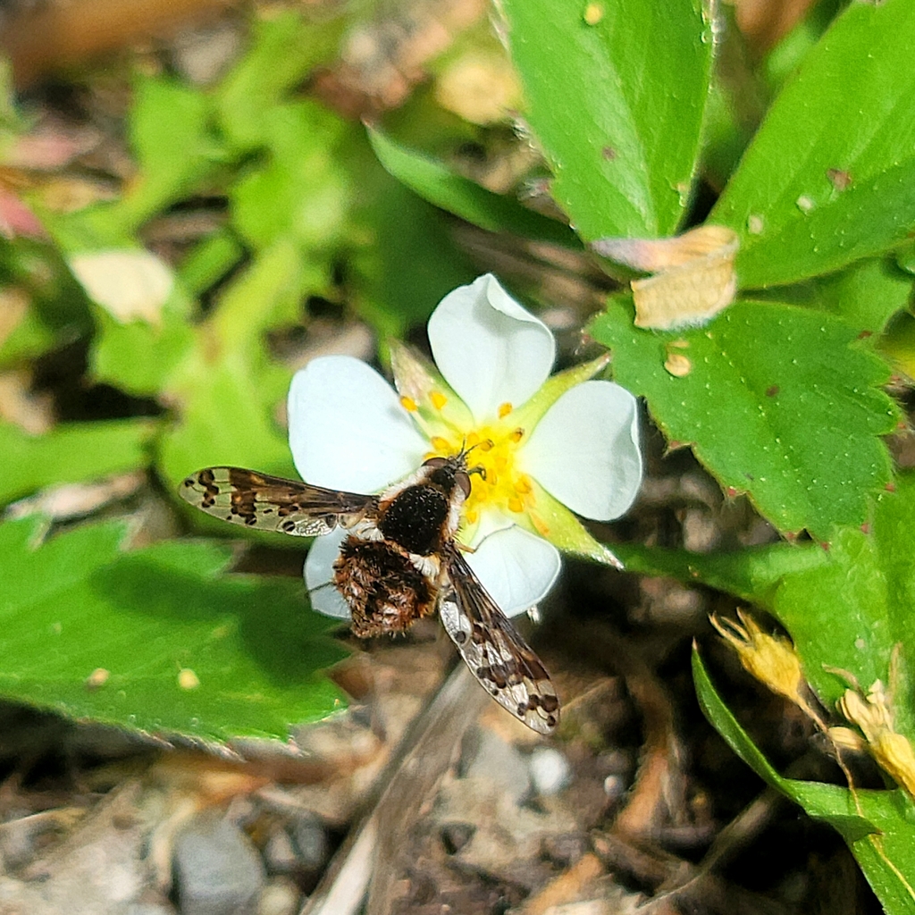 Pygmy Bee Fly from Washington County, US-NY, US on May 14, 2023 at 01: ...