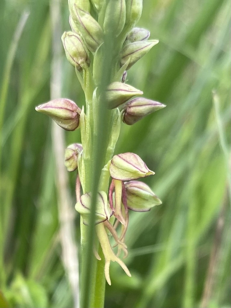 Man Orchid in May 2023 by otto · iNaturalist