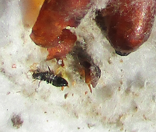 Insects from Serowe on May 14, 2023 by Botswanabugs. small black ...