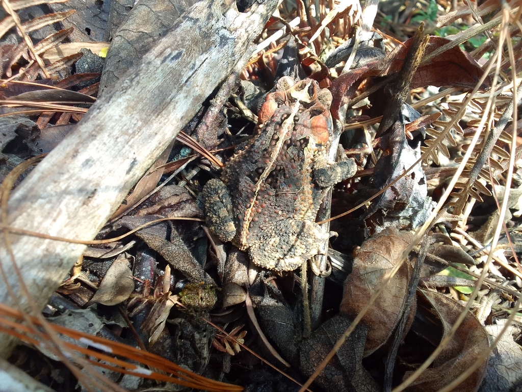 Porter's Toad from San Antonio de Oriente, Honduras on May 12, 2023 at ...