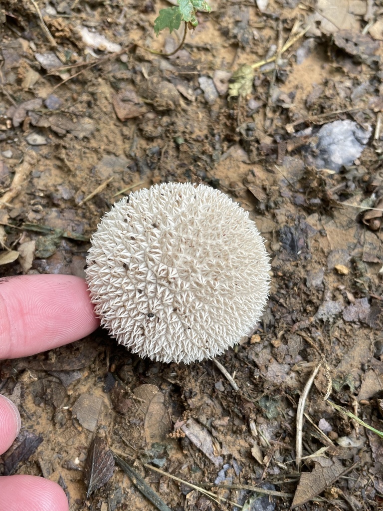 Peeling Puffball from Van Buren Dr, Arlington, TX, US on May 14, 2023 ...
