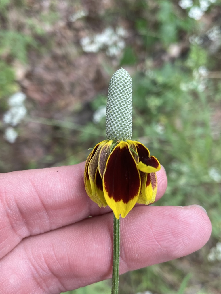 upright prairie coneflower from Van Buren Dr, Arlington, TX, US on May ...