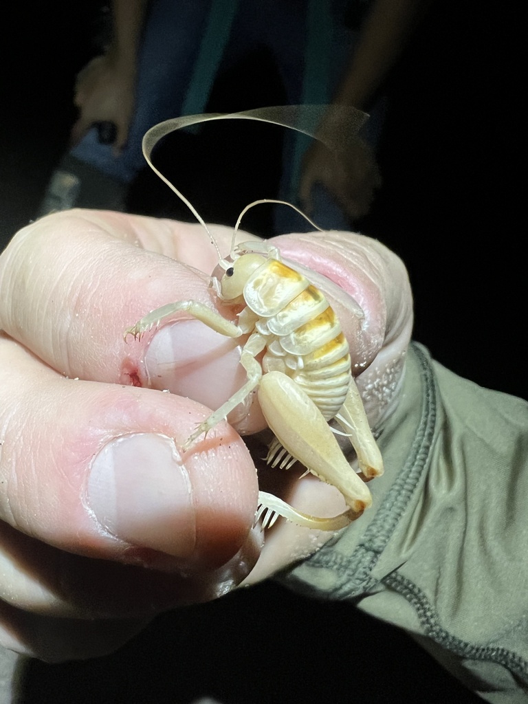 Kelso Giant Sand Treader Cricket in May 2023 by Corey Lange · iNaturalist