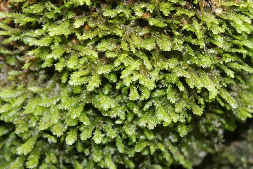 Crisped Neckera from Derbyshire, UK on May 13, 2023 at 11:02 AM by ...