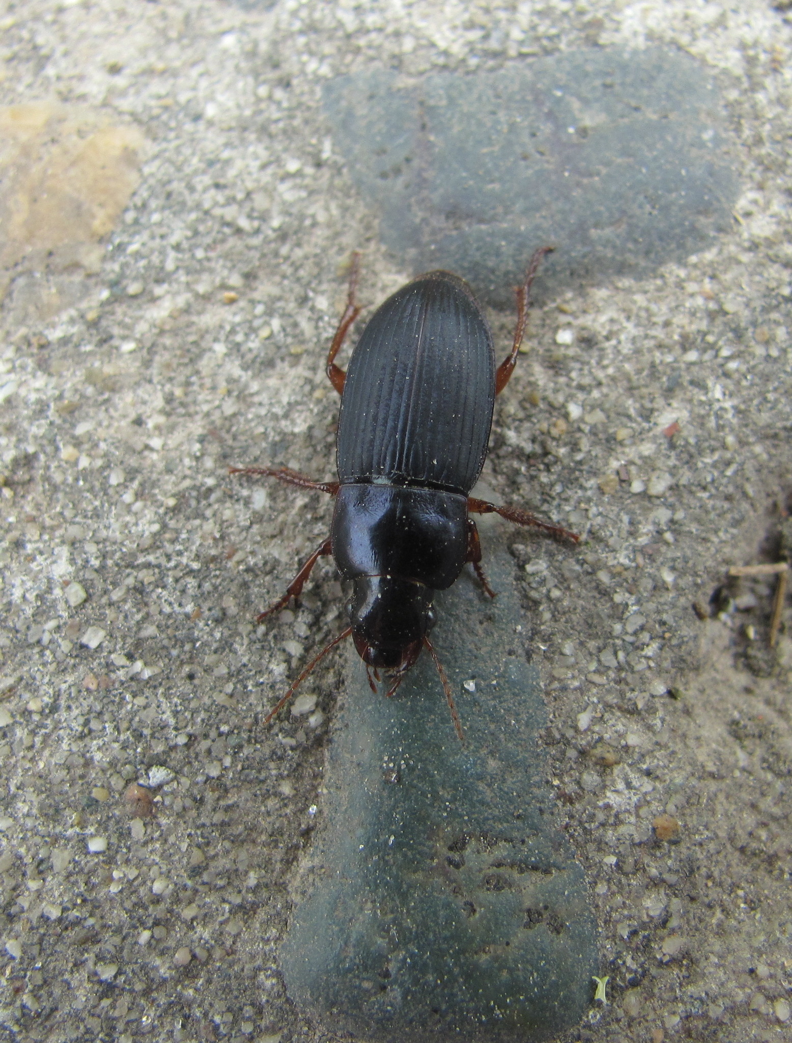 Harpalus rubripes (Duftschmid, 1812)