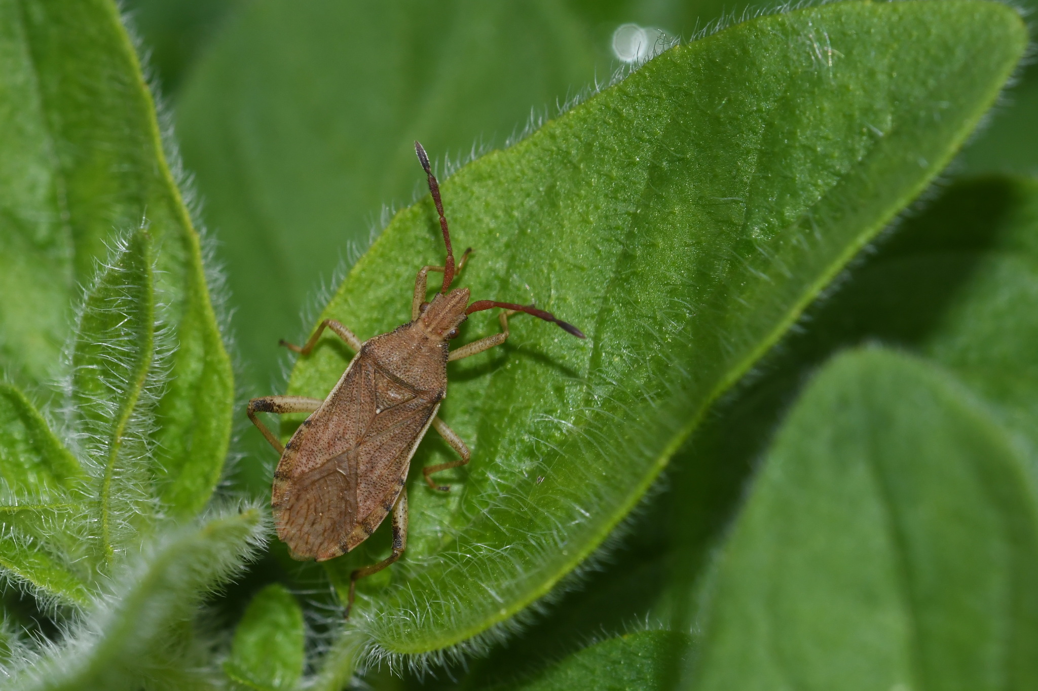 Ceraleptus lividus Stein, 1858