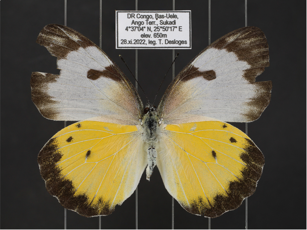 Belenois calypso dentigera from Sukadi, Bas-Uele on November 28, 2022 ...