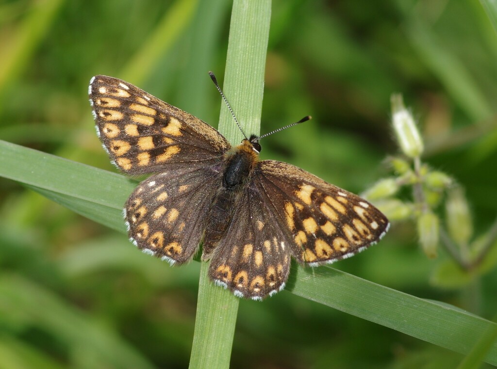 Duke of Burgundy from Bad Kissingen, BY, DE on May 14, 2023 at 12:23 PM ...