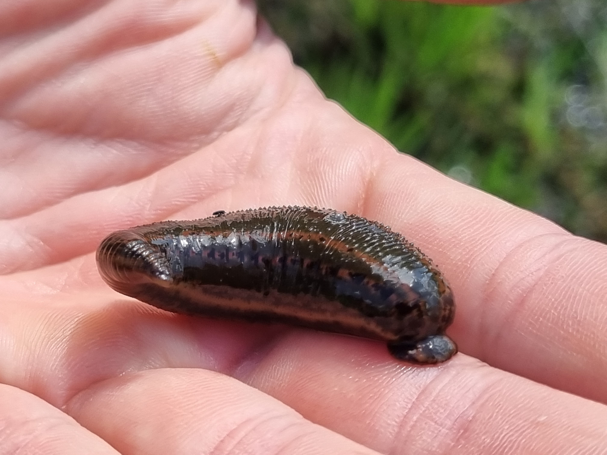 Hirudo medicinalis Linnaeus, 1758