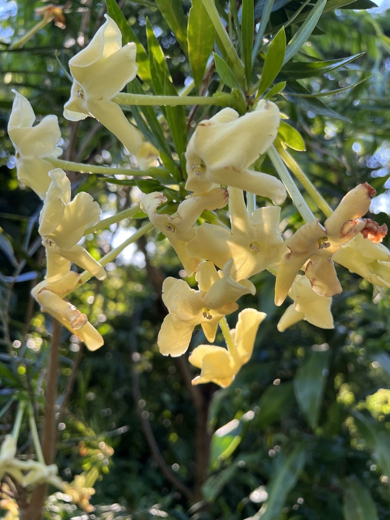Serpentine Hill raintree from Puerto Rico, Barranquitas, Puerto Rico ...