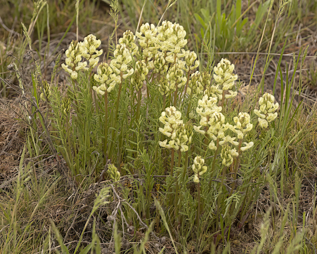 Locoweed from Rio Blanco Lake State Wildlife Area on May 10, 2023 at 04 ...