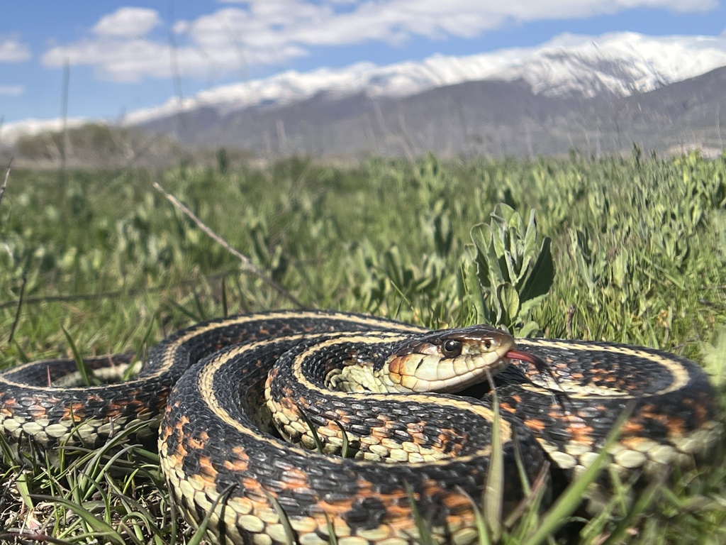Valley Garter Snake in April 2023 by finnegan-thenaturalist · iNaturalist