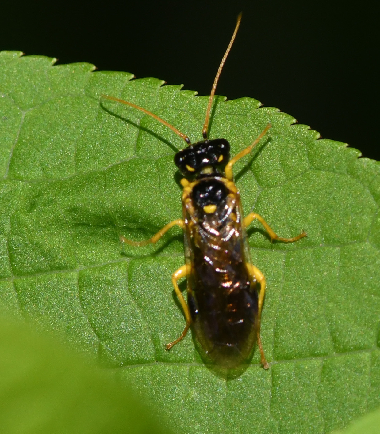 Pamphiliidae