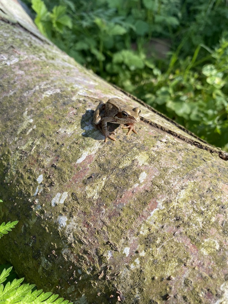 European Common Frog from Vendsyssel-Thy, Frederikshavn, Region ...