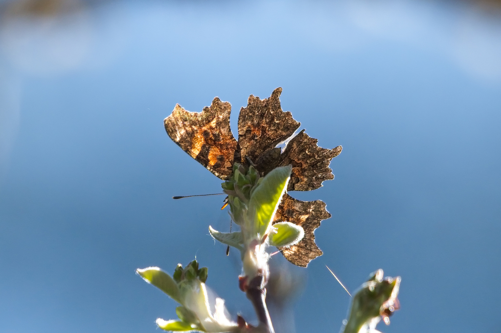 Green Comma from Southwest Calgary, Calgary, AB, Canada on May 14, 2023 ...