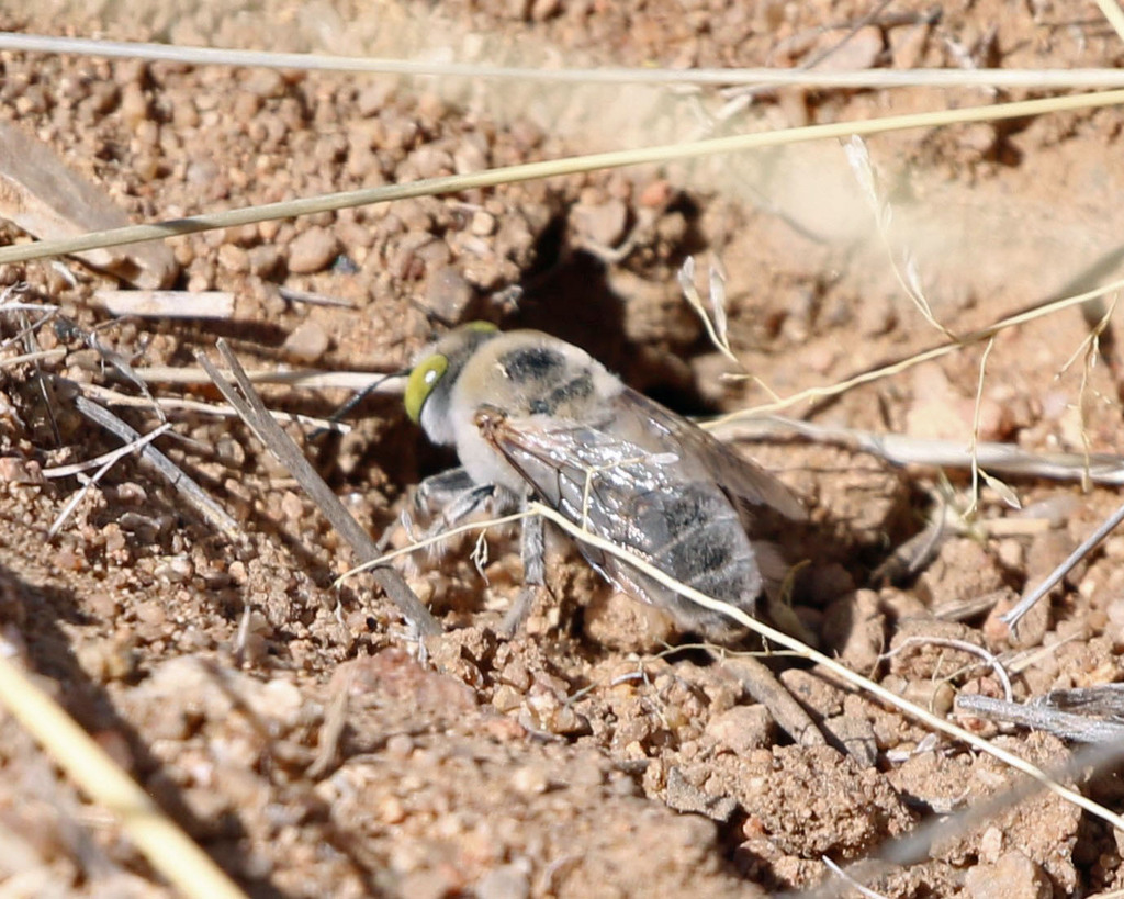 Pallid Desert-Digger from Green Valley, AZ 85614, USA on May 11, 2023 ...