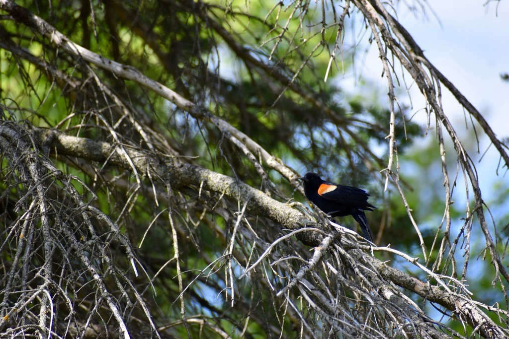 Red-winged Blackbird from Rosemère, QC, Canada on May 13, 2023 at 10:31 ...