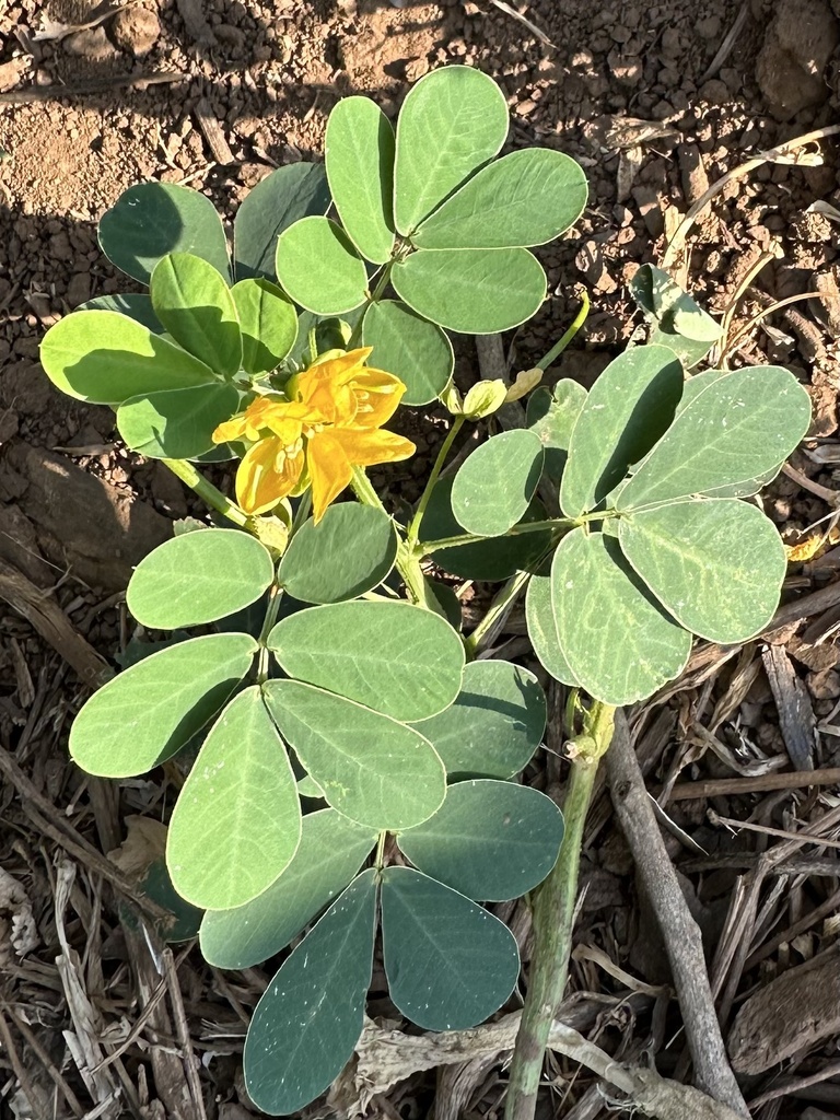American Sicklepod from Kruger National Park, Musina, LP, ZA on May 3 ...