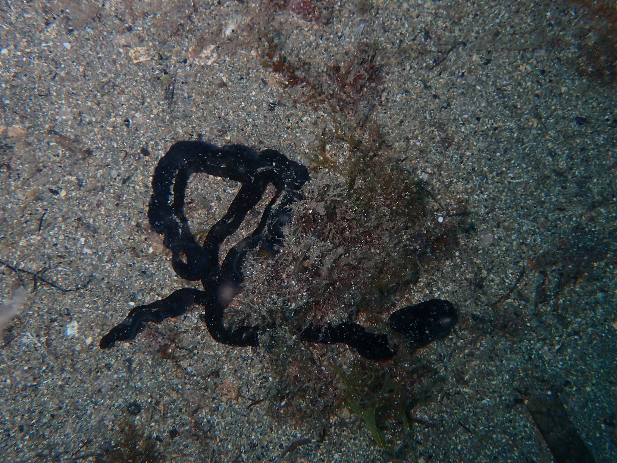 Bonellia viridis Rolando, 1822