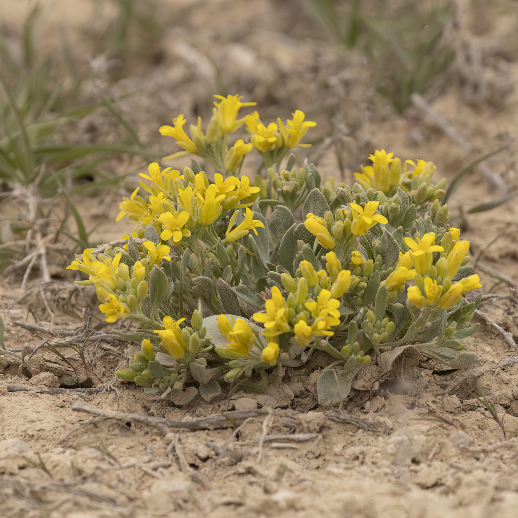 bladderpods from Rio Blanco County, CO, USA on May 10, 2023 at 01:50 PM ...