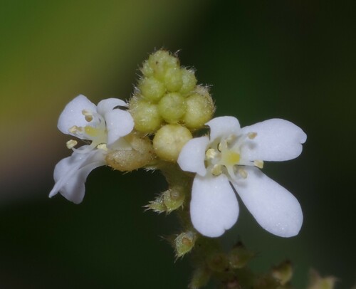 Caperonia corchoroides · iNaturalist