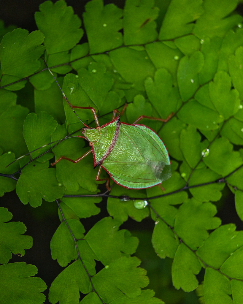 Chlorocoris from Km. 30 carretera Catemaco Montepio, Tuxtla, 95701 San ...