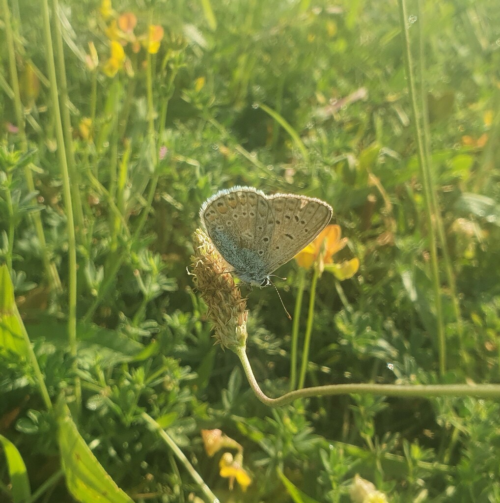 Common Blue from Birecik, Şanlıurfa, Türkiye on May 11, 2023 at 07:39 ...