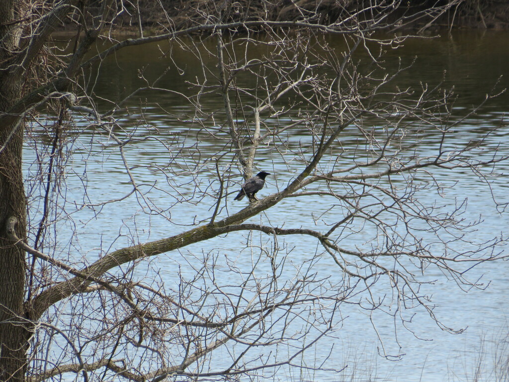 American Crow from Brantford, ON, Canada on April 15, 2023 at 02:49 PM ...