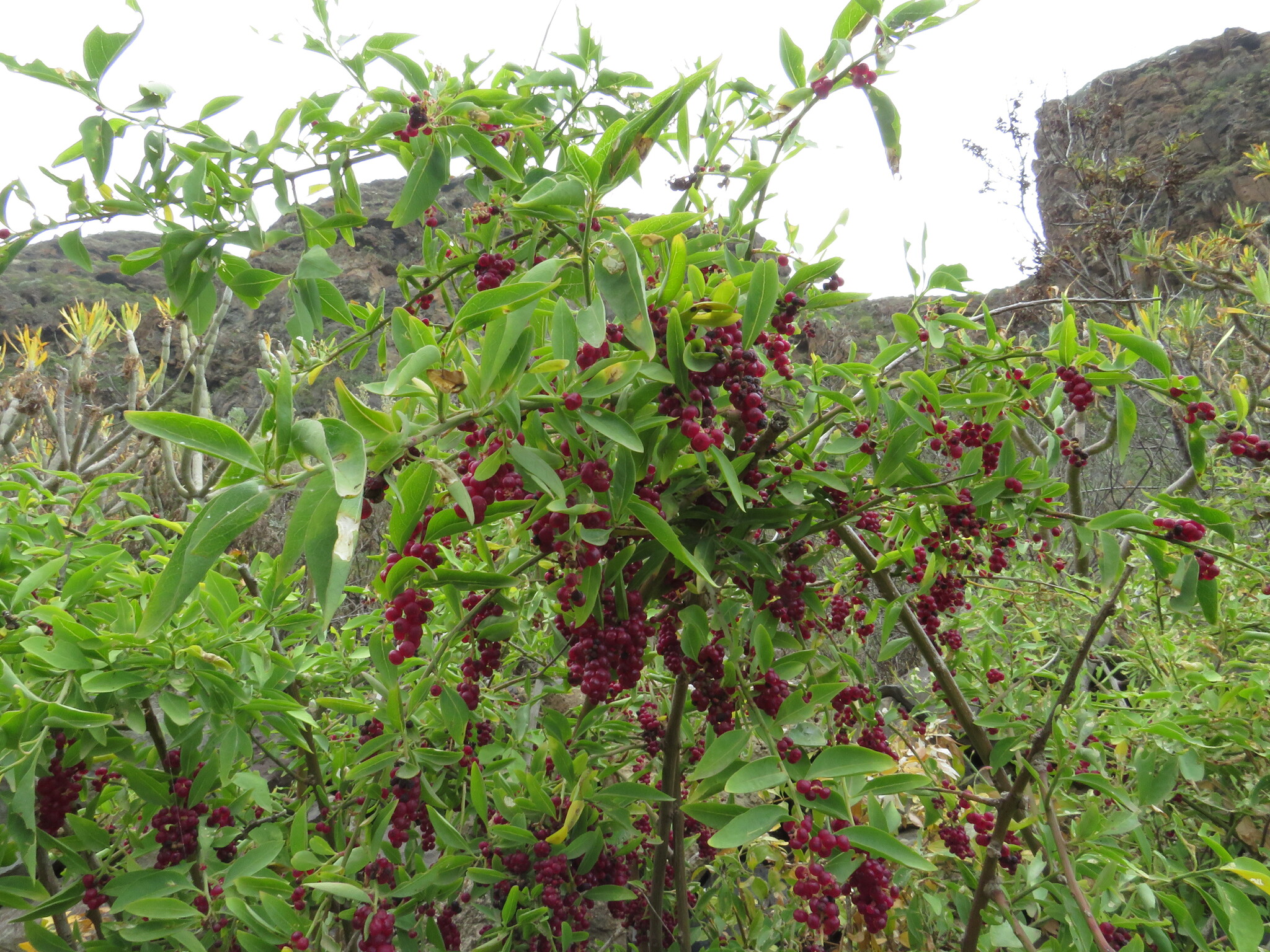 Bosea yervamora L.