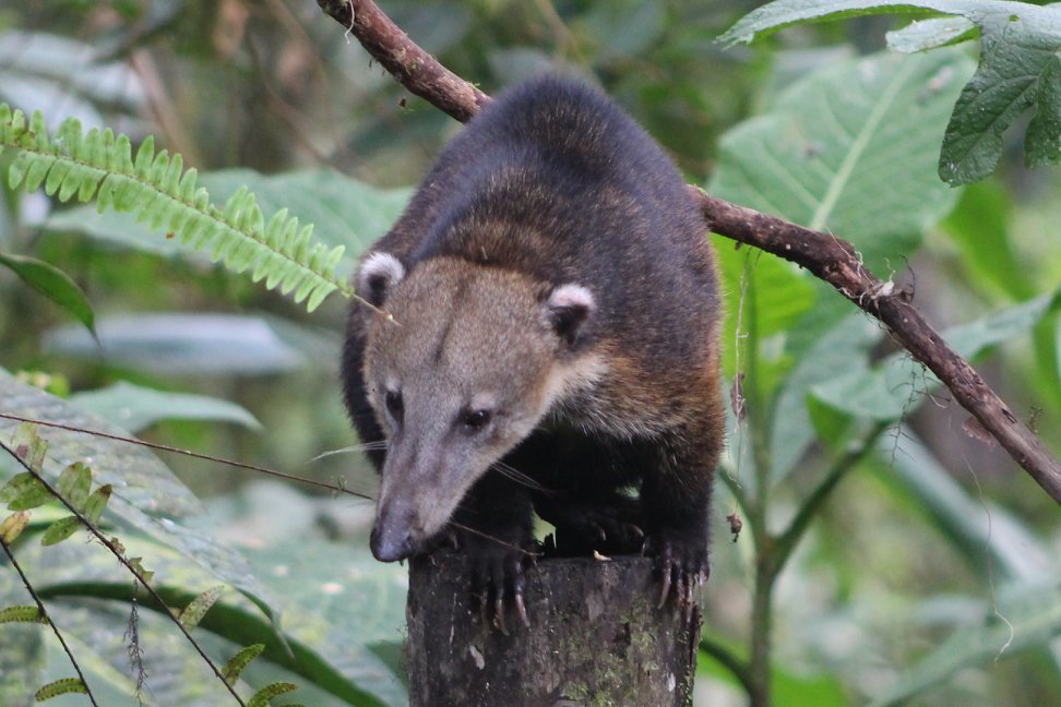 South American Coati from Pichincha, Ecuador on September 20, 2017 at ...