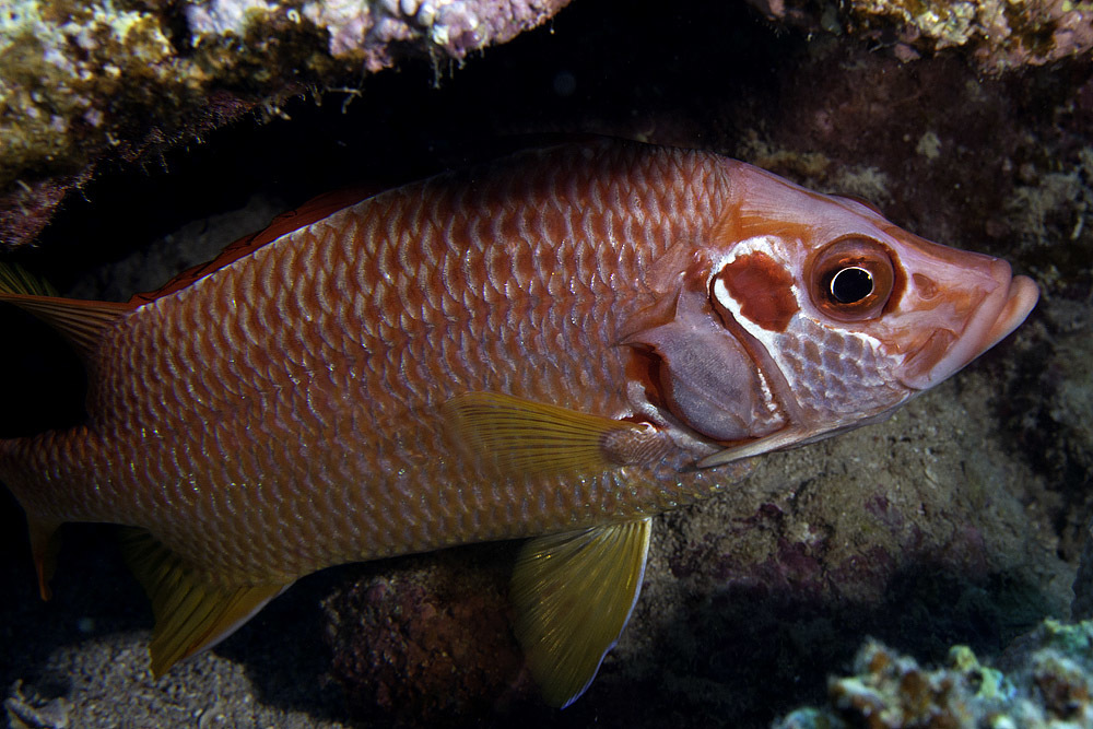 Sabre Squirrelfish (Reef Fish of the Hawaiian Islands) · iNaturalist