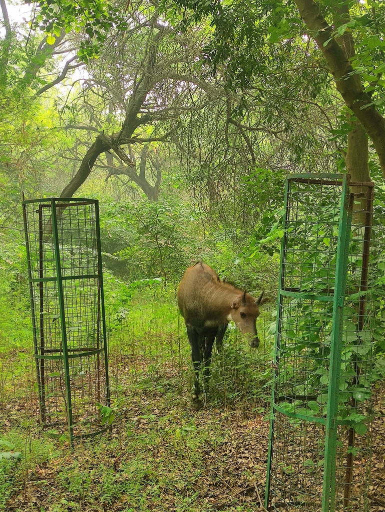 Nilgai from Qila Rai Pithora, New Delhi, Delhi, India on October 29 ...