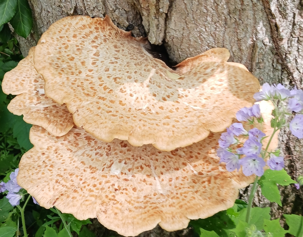 Dryad's Saddle from Butler-Tarkington/Rocky Ripple, Indianapolis, IN ...