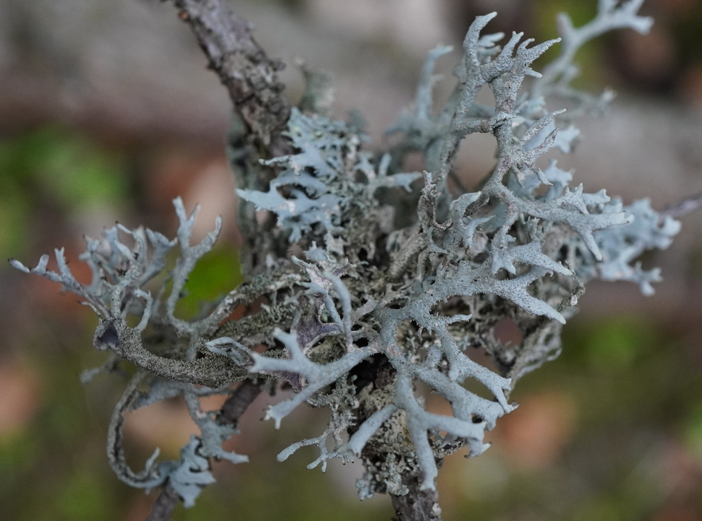 tree moss from Semmering, NÖ, Österreich on May 1, 2023 at 05:00 PM by ...