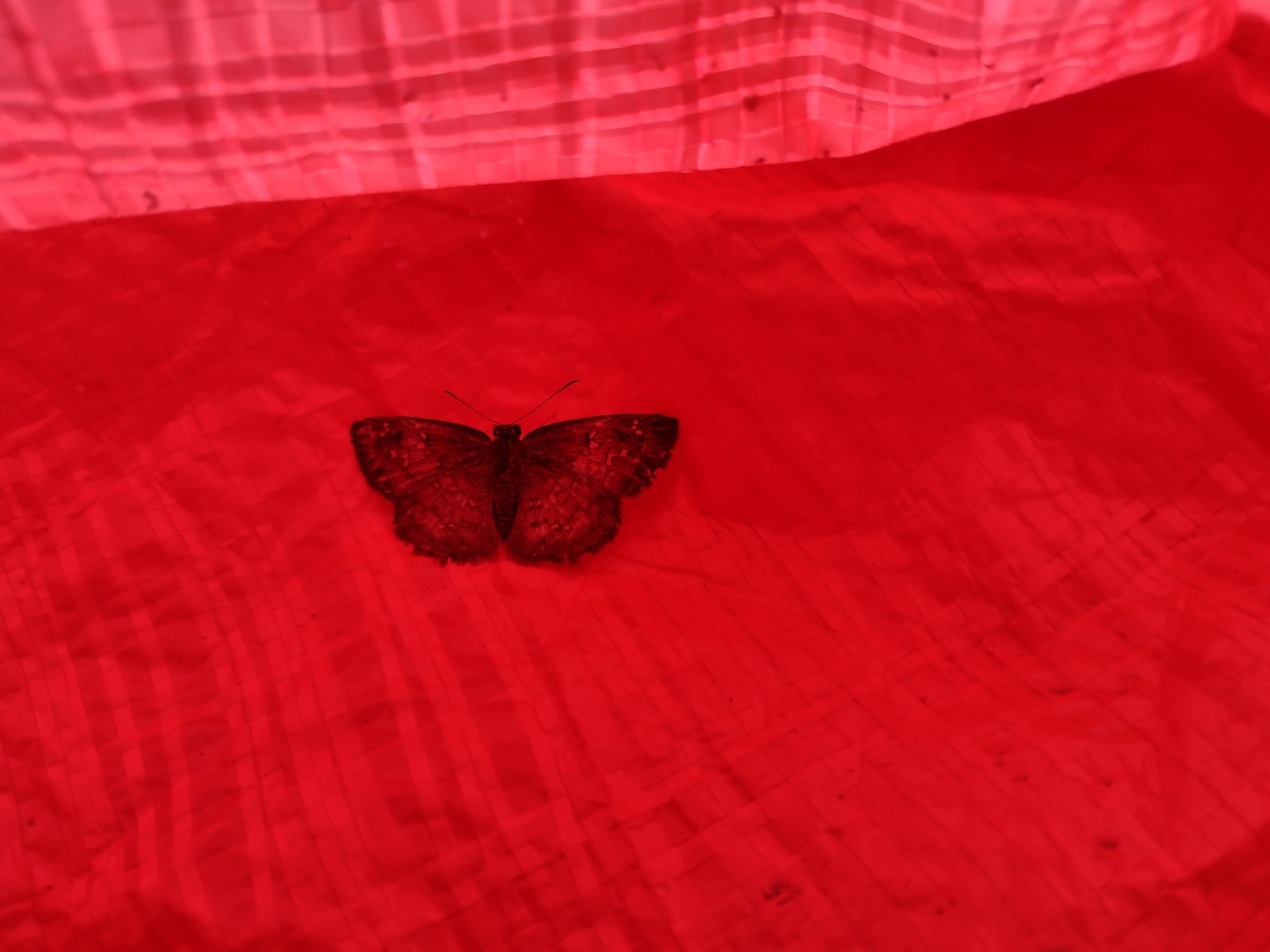 Carrhenes Godman & Salvin, 1895