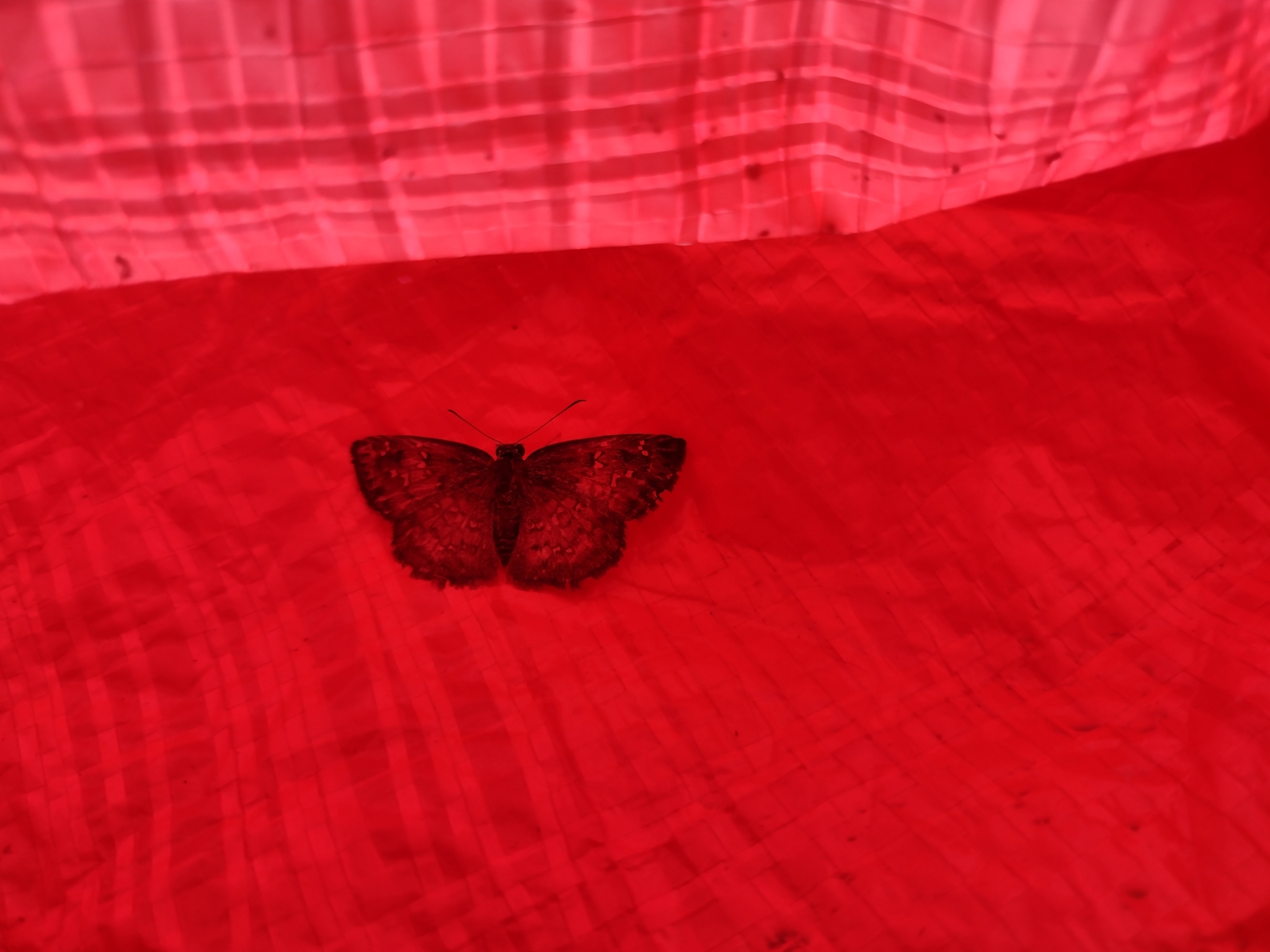 Carrhenes Godman & Salvin, 1895