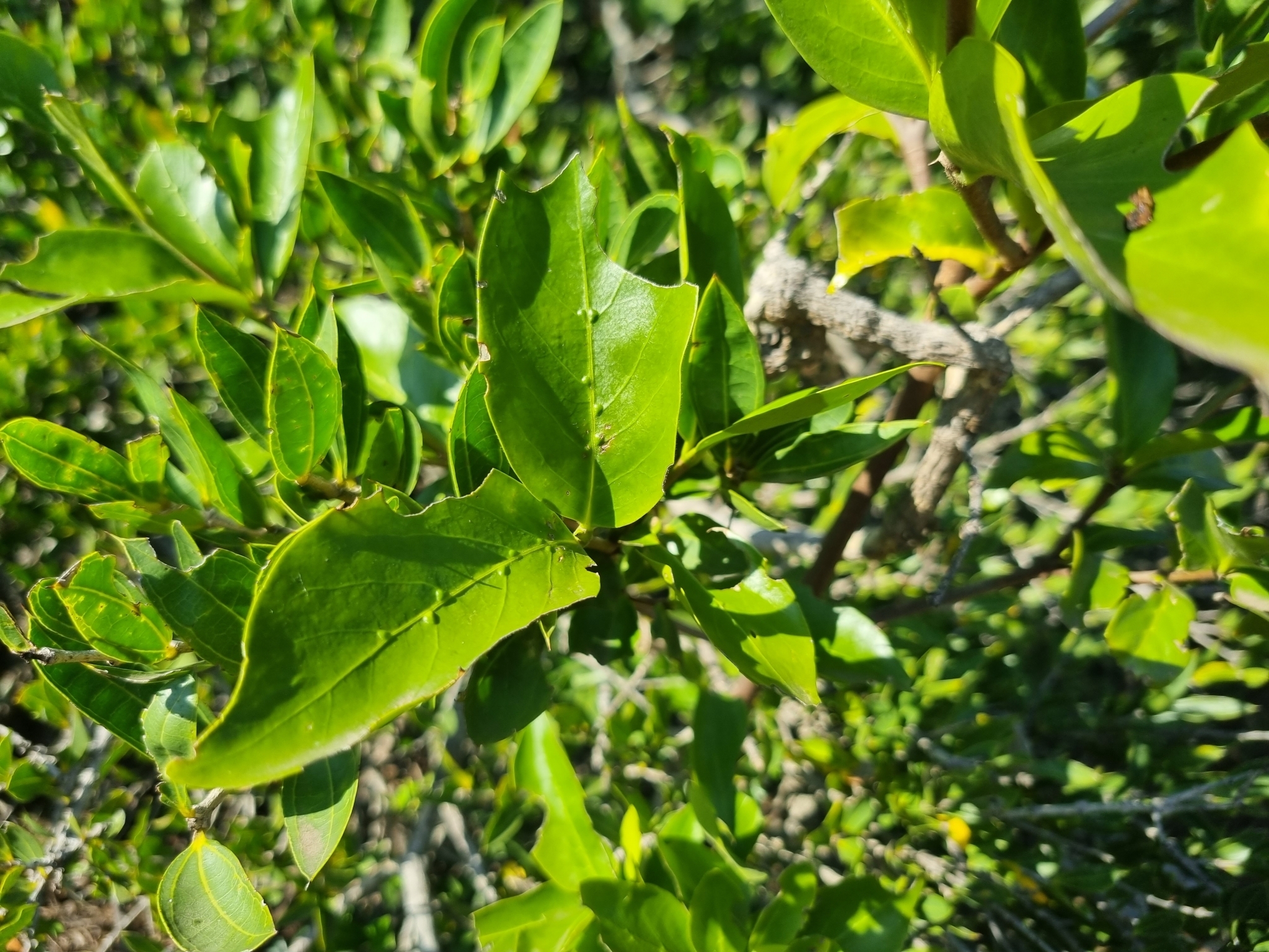 Rothmannia capensis Thunb.