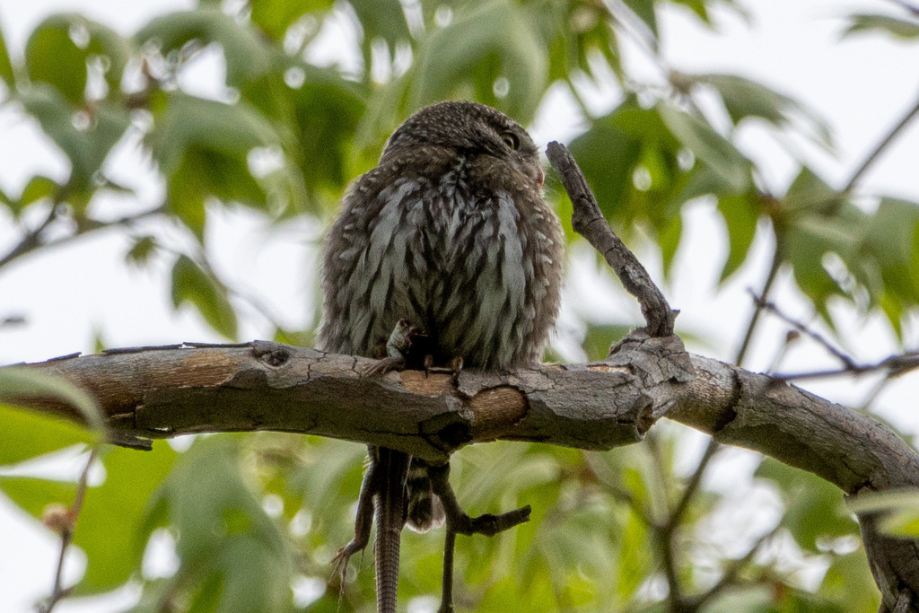 Northern Pygmy-Owl from Sierra Vista Southeast, AZ, USA on May 1, 2023 ...