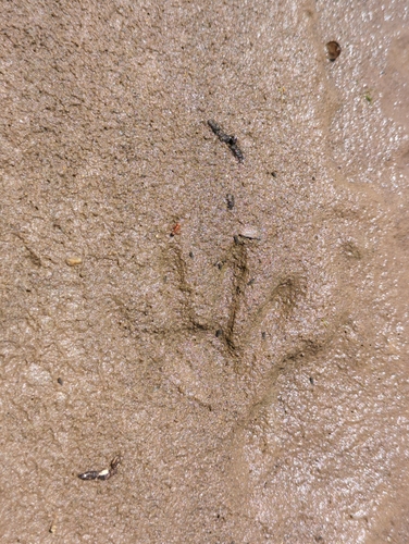 Raccoon Tracks – NatureTracking