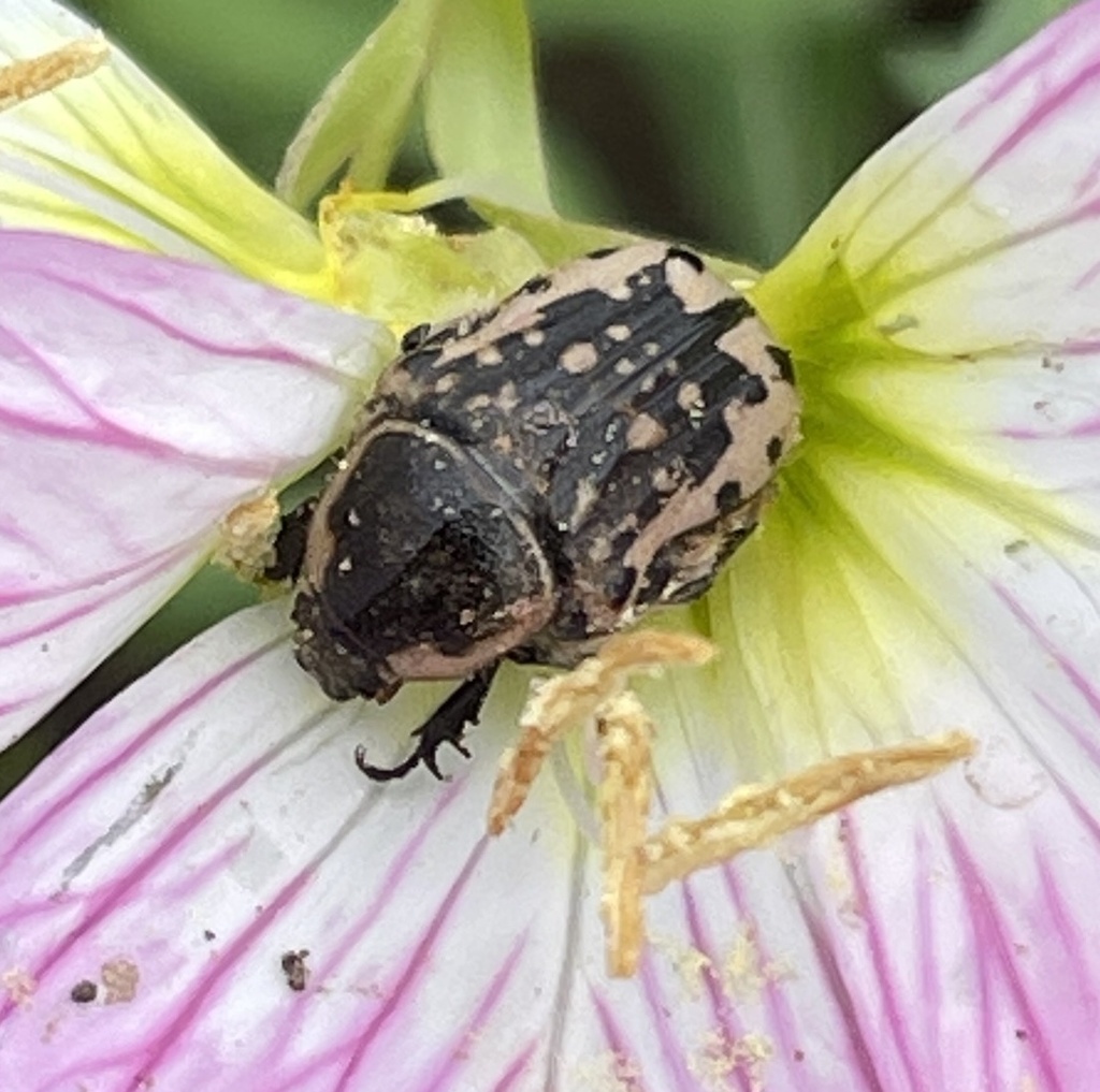 Kern's Flower Scarab from Rogers Cir, Norman, OK, US on May 14, 2023 at ...