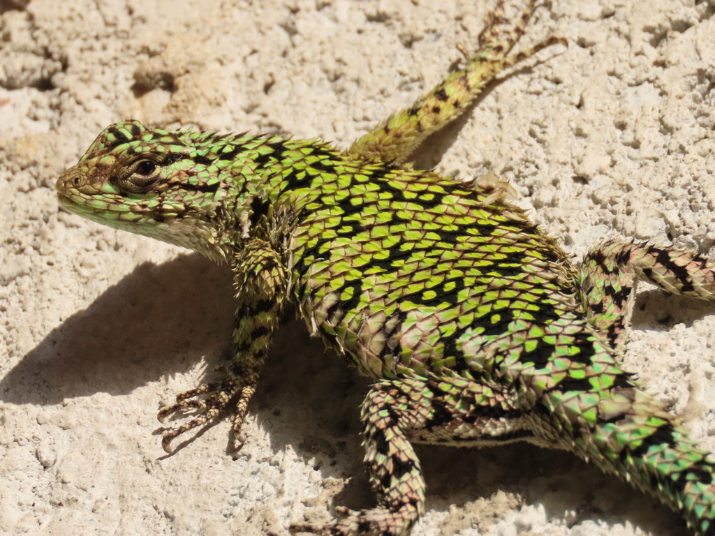 Honduran Emerald Spiny Lizard from La Libertad, Comayagua, HN on May 14 ...