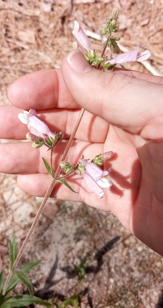Eustis Lake Beardtongue from Lumber River State Park Chalk Banks on May ...
