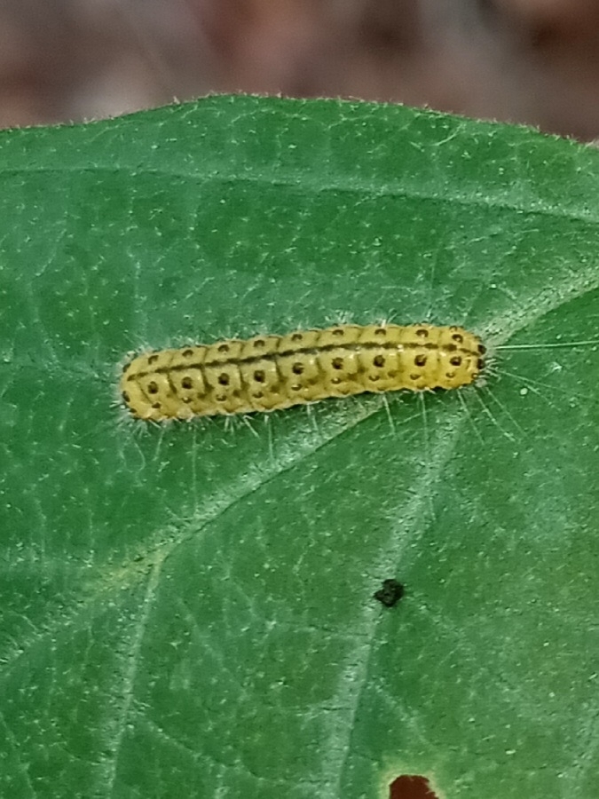 Three-spotted Nola Moth from Lumber River State Park Chalk Banks on May ...
