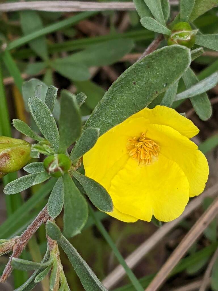 guinea-flowers from Elsmore NSW 2360, Australia on May 14, 2023 at 01: ...