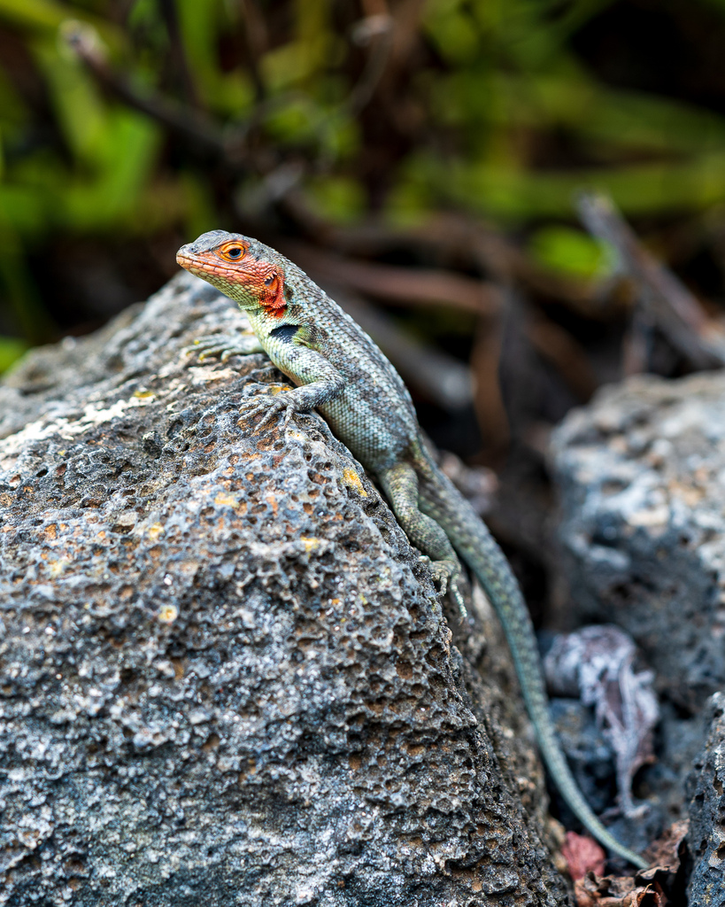 Santa Cruz Lava Lizard from Puerto Ayora, Ecuador on May 12, 2023 at 12 ...