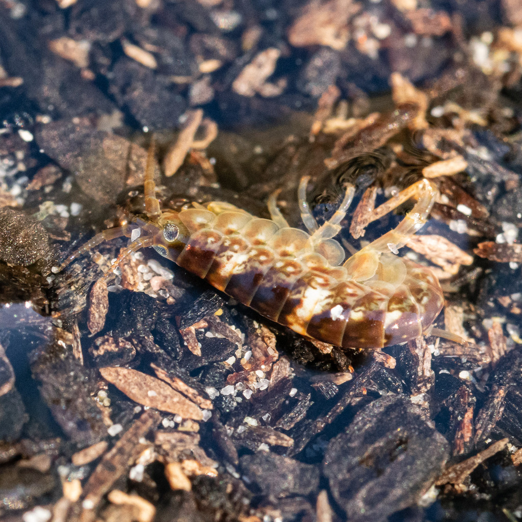 Hyalidae from Victoria, BC, Canada on May 14, 2023 at 07:49 AM by ...