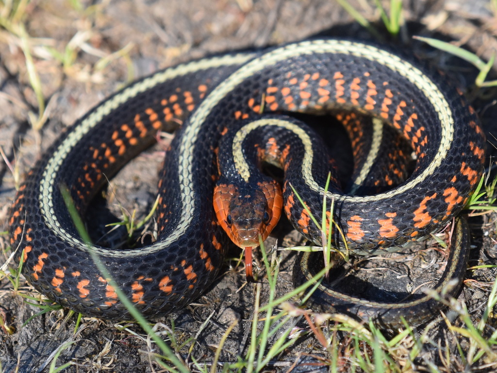 Red-spotted Garter Snake from Lane County, OR, USA on May 13, 2023 at ...